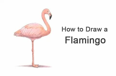 flamingo tumblr: 731 video Yandex'te bulundu