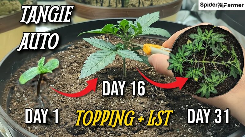 How I Grow E11- Topping and LST - Training Autoflowers - Tangie Auto ...