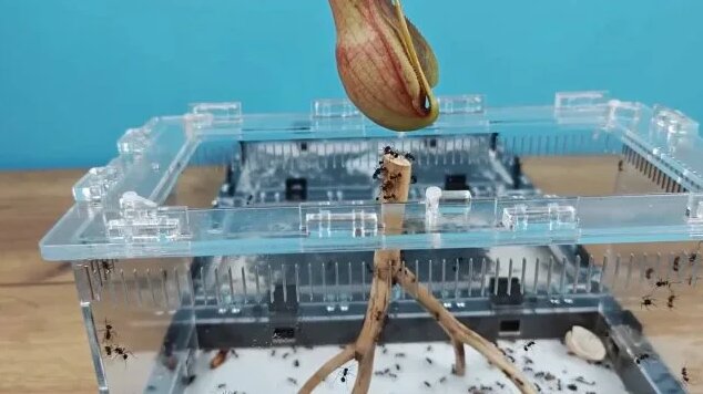 Alex Boyko Сможет ли растение Хищник поймать тропических муравьев ...