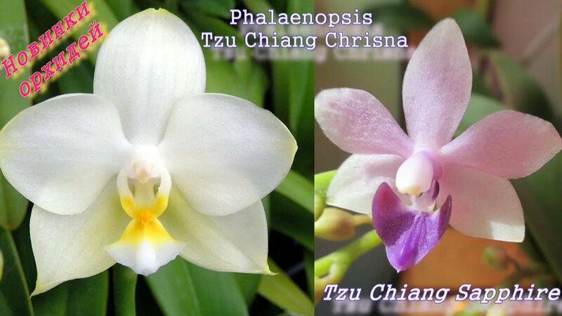 Новинки орхидей: фаленопсис Tzu Chiang Sapphire и Tzu Chiang Chrisna ...