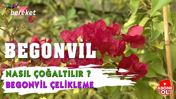begonvil çiçeği nasıl yetiştirilir: 711 video Yandex'te bulundu
