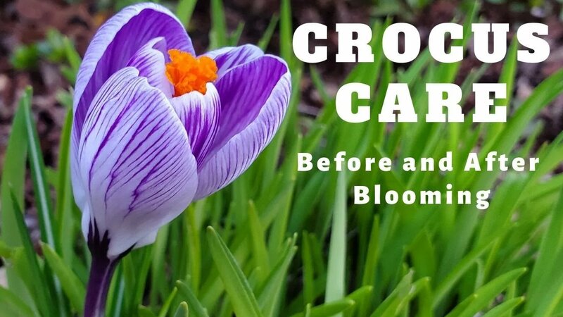 Caring for Crocus Flowers Before and After They Flower - Смотреть ...