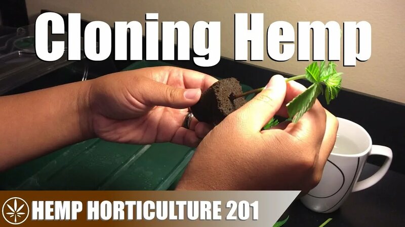 How to Clone a Hemp Plant - Смотреть онлайн в поиске Яндекса по Видео