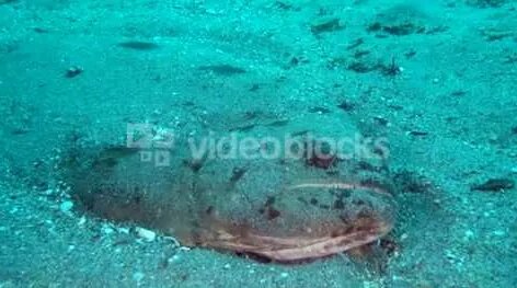 Indian halibut psettodes erumei burried in sand Hcg9wac5xg - Смотреть ...