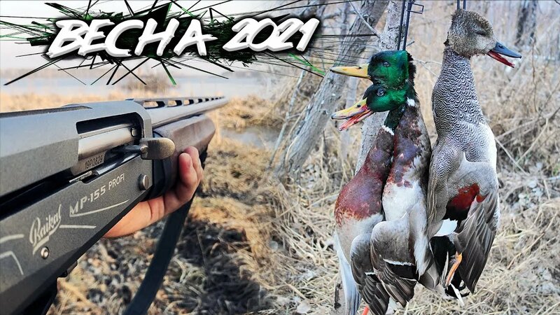 Весенняя охота на селезня с МРкой| Охота с MP-155 Profi - Смотреть ...