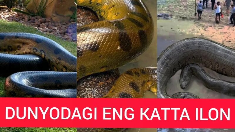 Dunyodagi eng katta ilon qaysi ? - Смотреть онлайн в поиске Яндекса по ...