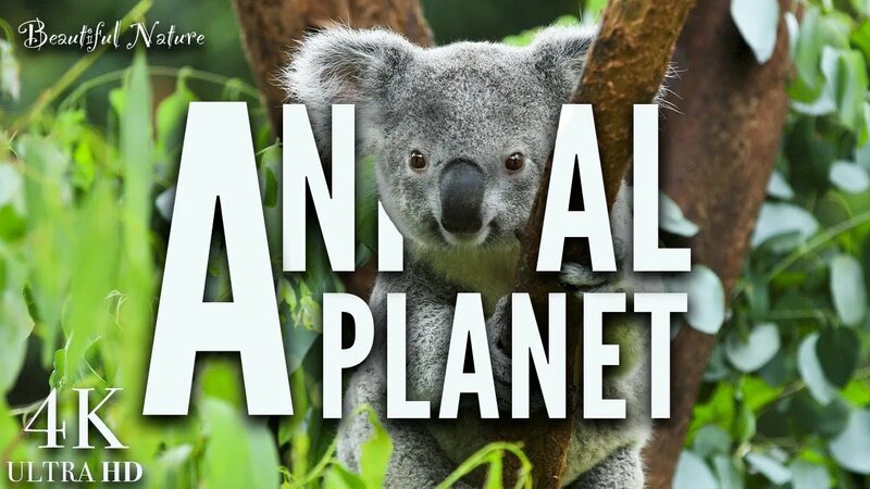 4K Animal Planet - Amazing Scenes with Animals Across the Planet ...