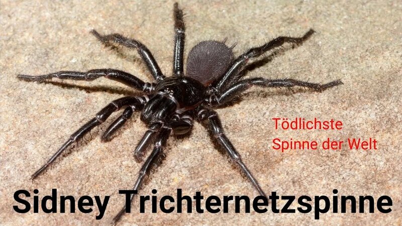 Sydney Trichternetzspinne - Yandex Video aramada çevrimiçi izle