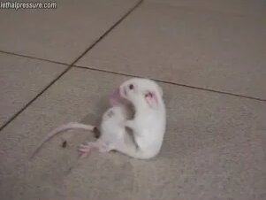 C224 lethal pressure [crushfeet] contact crushfeet - Yandex Video ...