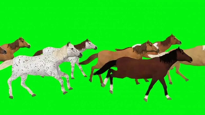 Horse Green Screen Stampede | Animals Stampede Green Screen | Horse ...