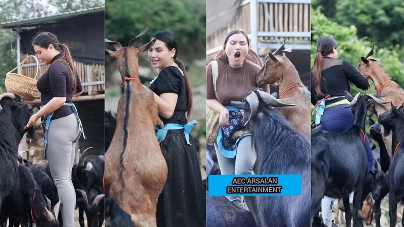 Girl Ride On Her Goat | Girl and Her Goat Ride | The Goat Riding ...