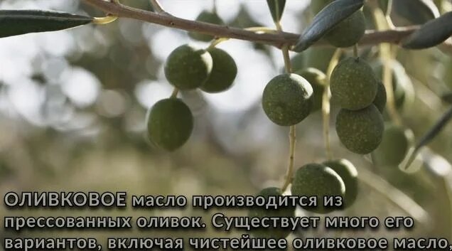 Масло авокадо против оливкового масла. Какое из них полезнее ...