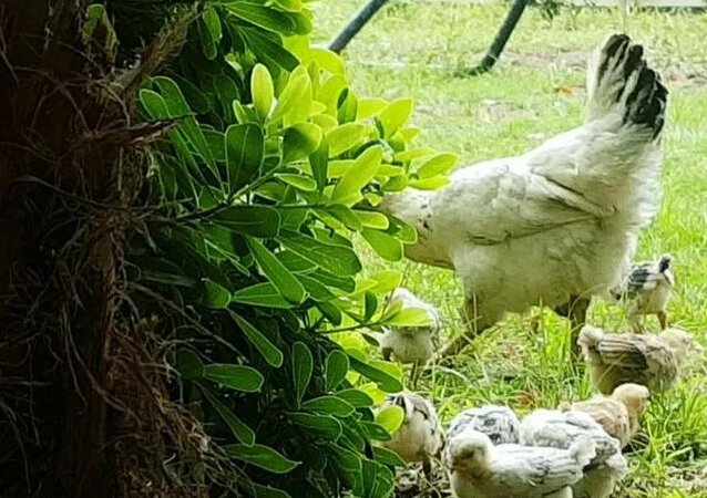 Karolin Fisekci / Sanat (@karolinfisekci) • Instagram videosu