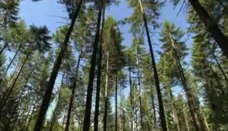 HowStuffWorks Show: Episode 3: Tree Harvesting