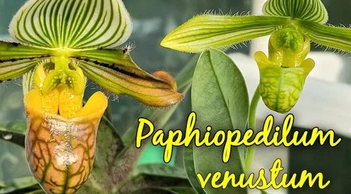 Paphiopedilum venustum. Первое домашнее цветение. - Смотреть онлайн в ...