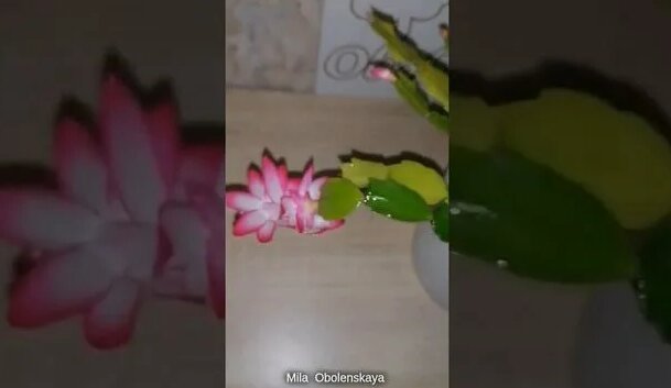шлюмбергера Cristen aurea variegata - Смотреть онлайн в поиске Яндекса ...
