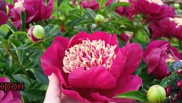 Пион Акрон. Peony Akron. Цветение 2022#пионы#цветениепионов# ...