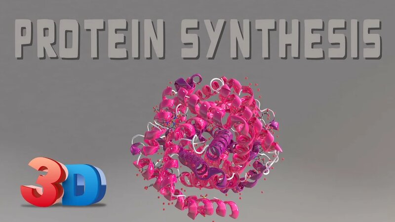 Protein Synthesis 101 (3D Animation) - Yandex Video aramada çevrimiçi izle