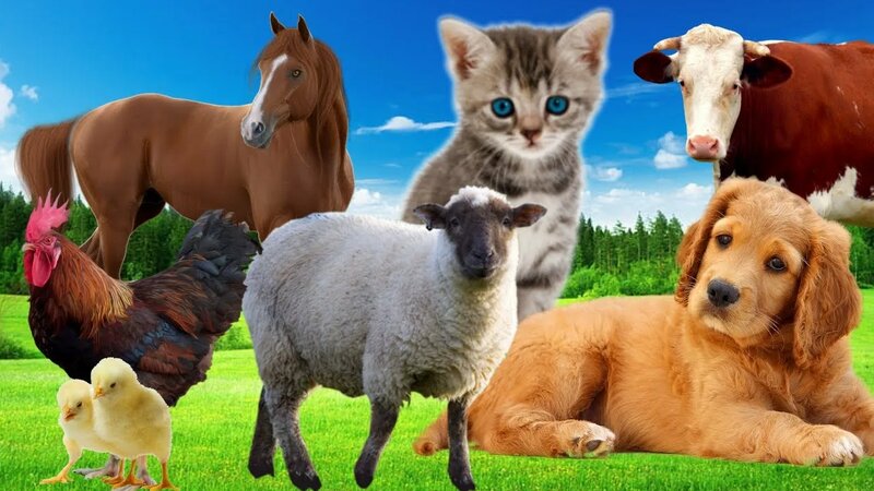 Baby farm animal moments - cat, horse, sheep, cow, dog, duck, squirrel ...
