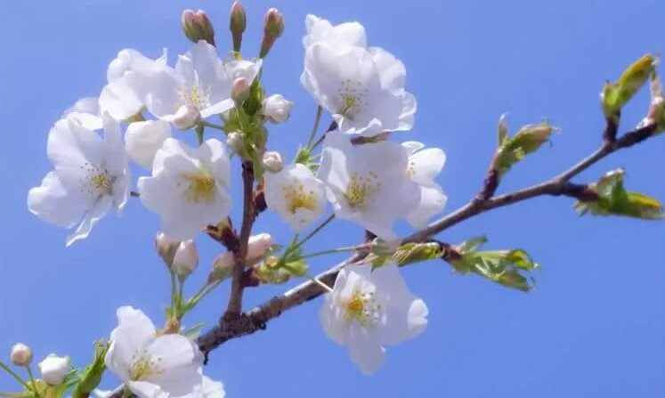 Расцвела ПОД Окошком Белоснежная Вишня ... Кадышева — Видео от Музыка И ...