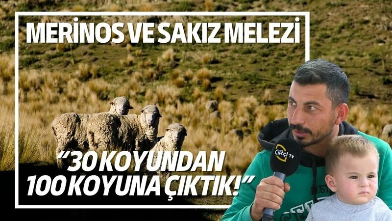30 Koyundan 100 Koyuna Çıktık! / Merinos ve Sakız Melezi - Yandex Video ...