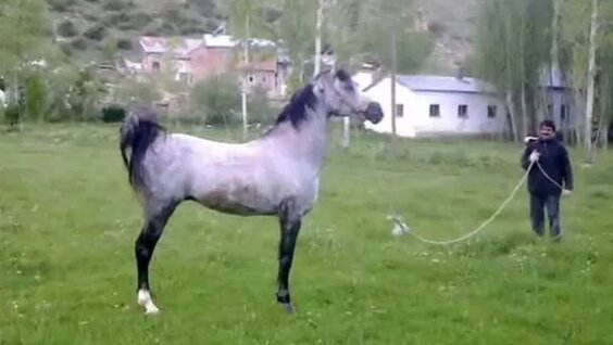 arap atı resimleri: 1 bin video Yandex'te bulundu