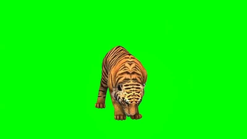 Screen green free | Animal screen green | Background Animal | Hổ ` Khỉ ...