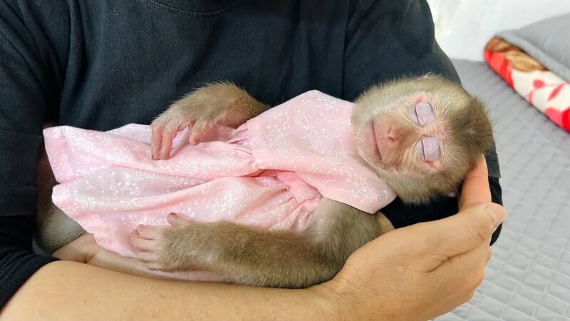 Monkey Tina is sleeping soundly in her mother's warm arms, so cute ...