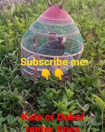 kala titar ki awaz|Kala titar ki phali awaz - Смотреть онлайн в поиске ...