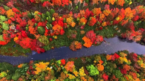 tree top view png: 963 video Yandex'te bulundu
