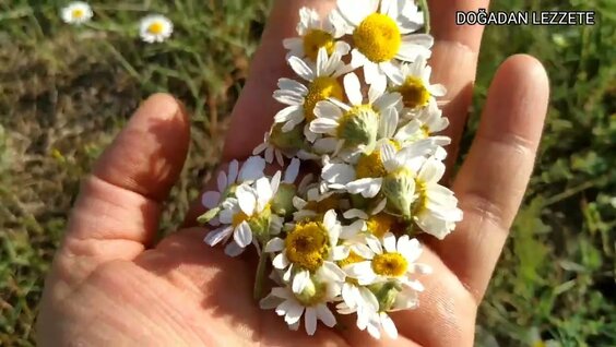 papatya demetleri resimleri: 652 video Yandex'te bulundu