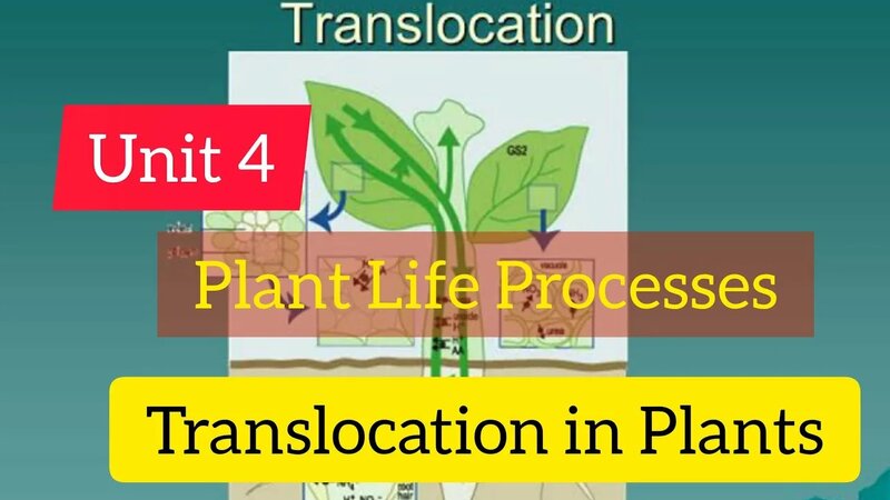Translocation in Plants |Unit 4 Plant Life Processes|Crop Science|ALE - Смотреть онлайн в поиске ...