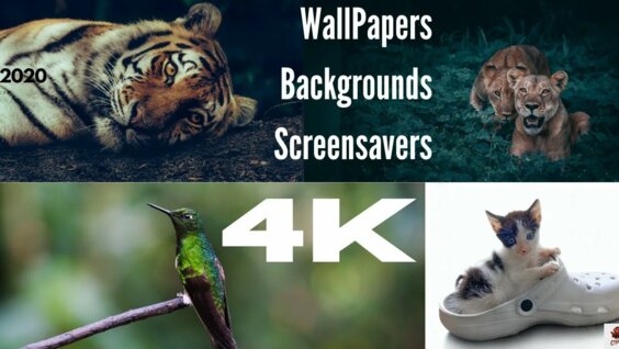 youtube channel background animal: 1 bin video Yandex'te bulundu