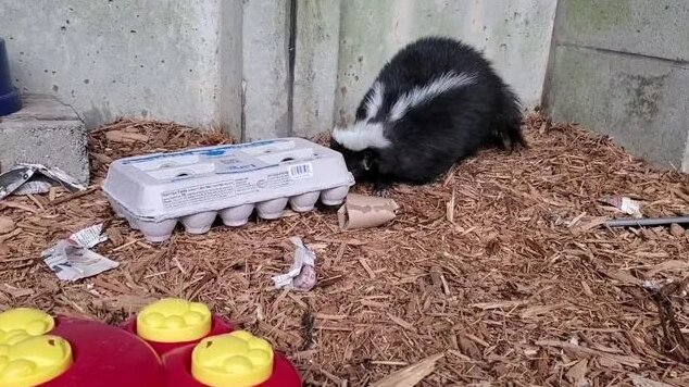 Zoo School with Stanley, the skunk - Смотреть онлайн в поиске Яндекса ...