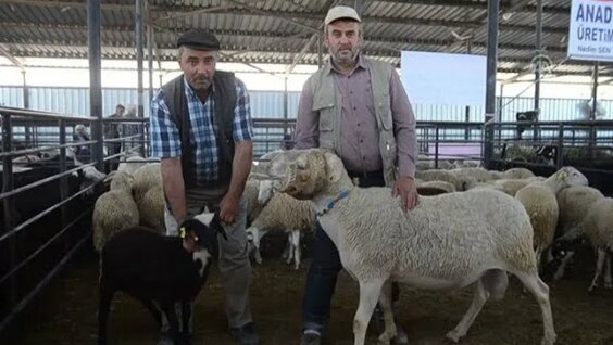 kurbanlık koç resimleri: 920 video Yandex'te bulundu