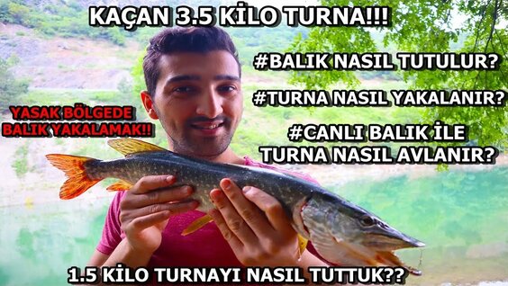 turna balığı ağız ve diş: 892 video Yandex'te bulundu