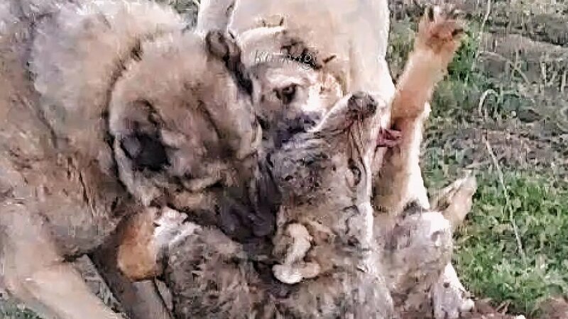 Kangal VS Wolf Attack || Turkish Kangal || Wolf Hunting. - Смотреть ...