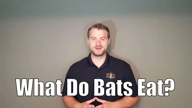 What do bats eat, and a few facts about bats you might not know ...