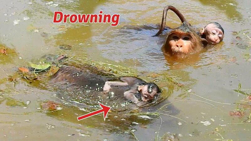 New baby monkey drowning in the water - Смотреть онлайн в поиске ...
