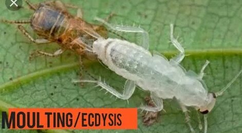Moulting /Ecdysis - Смотреть онлайн в поиске Яндекса по Видео