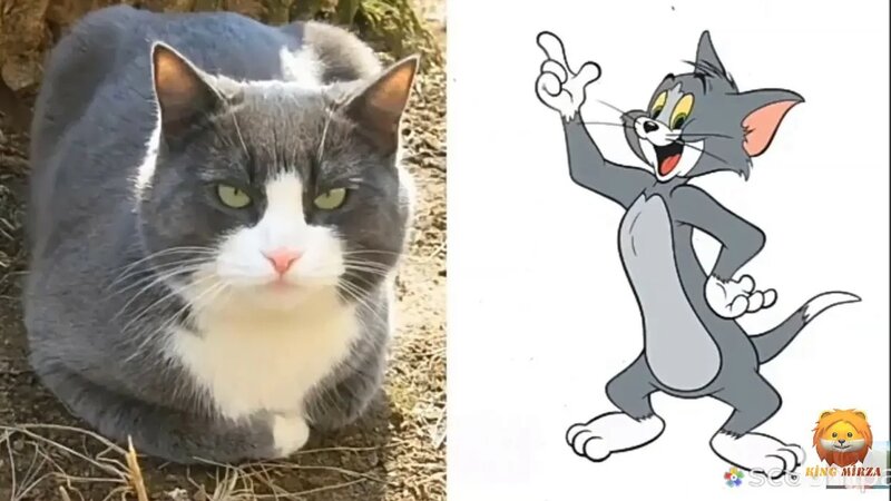 Tom ve Jerry Characters in real life-Tom ve Jerry karakterlerinin ...