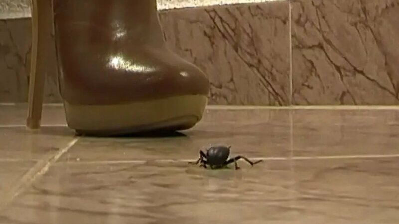 N6 - Bug Crush Teaser - Brown platform boots and Big Bugs - Смотреть ...