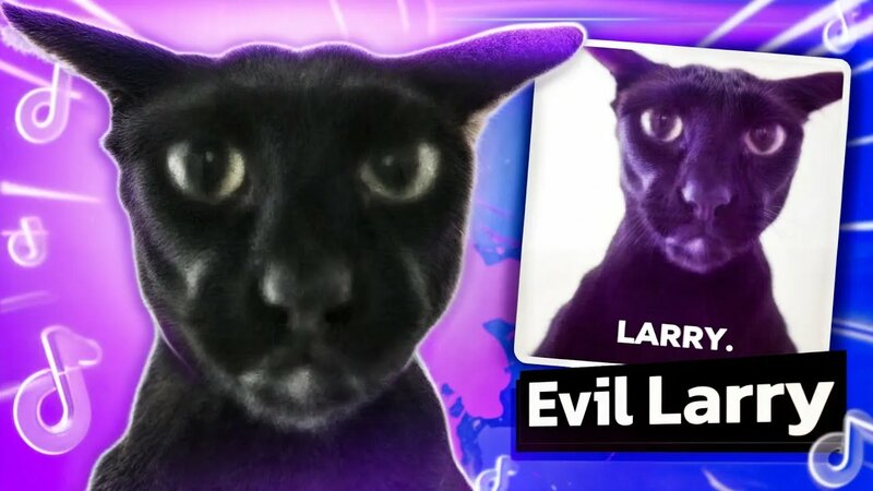 Larry the Cat. Evil Larry is a meme - Yandex Video aramada çevrimiçi izle