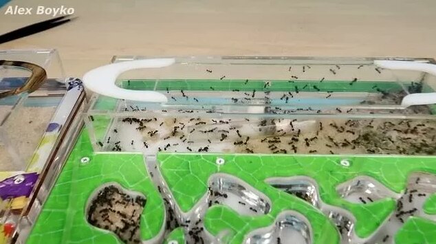 Новый формикарий Ковчег! Заселил в него новых Муравьев! alex boyko ...