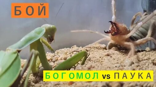 Evolved fights vs shawn fox