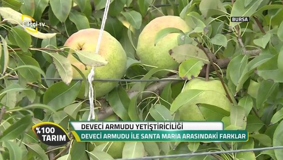 deveci armudu: 823 video Yandex'te bulundu