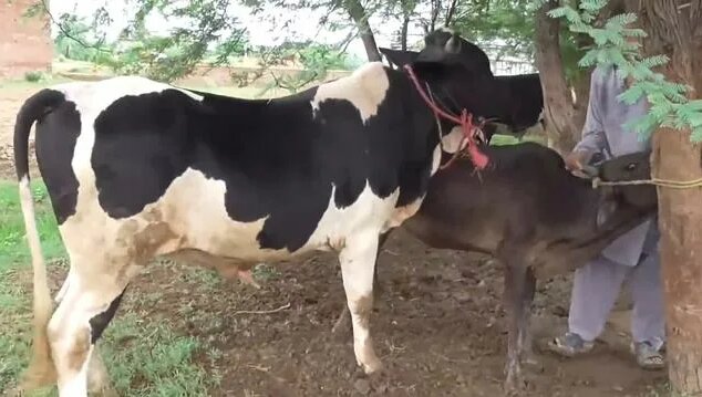 Mating Bull with cow #18 - Смотреть онлайн в поиске Яндекса по Видео