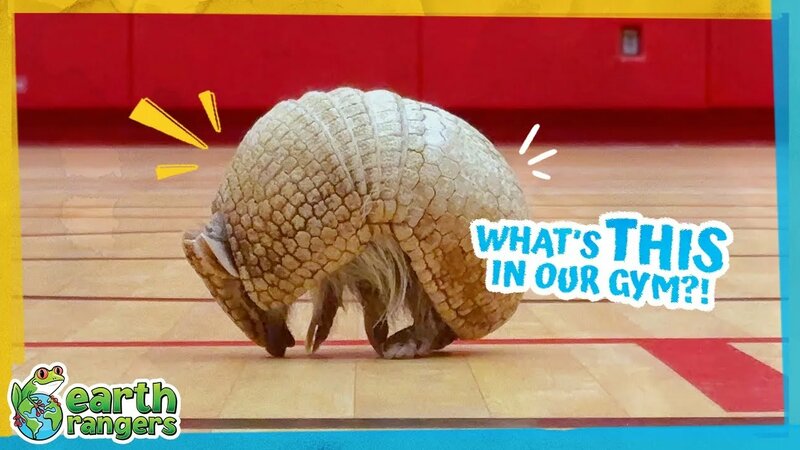 Who’s This Creature Running Around Our School?? | Earth Rangers ...