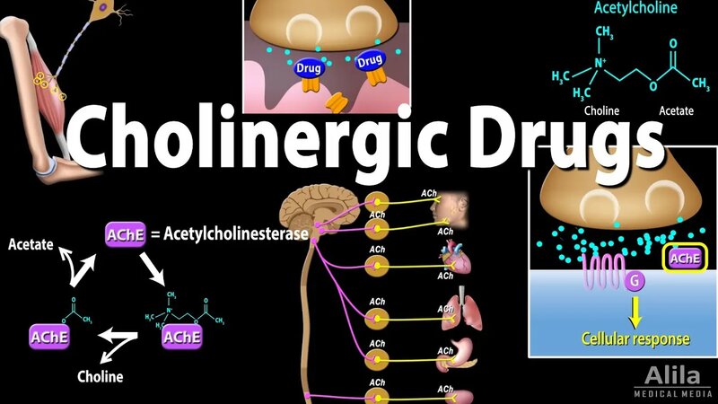 Cholinergic Drugs - Pharmacology, Animation - Смотреть онлайн в поиске ...