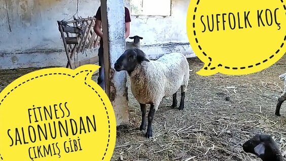 koç resimleri: 1 bin video Yandex'te bulundu